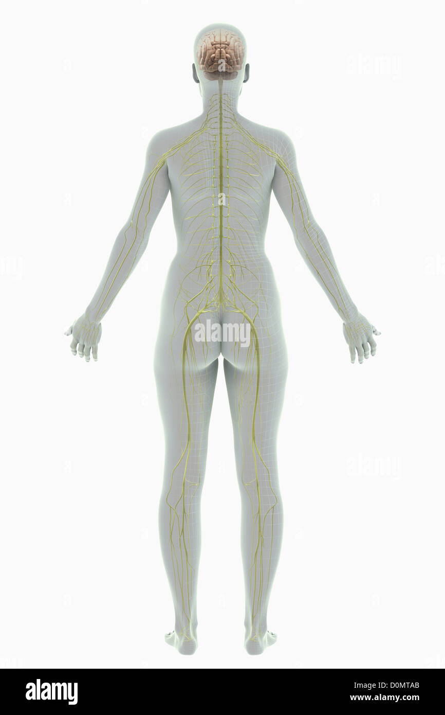 Human body anatomy organs full figure hi-res stock photography and ...