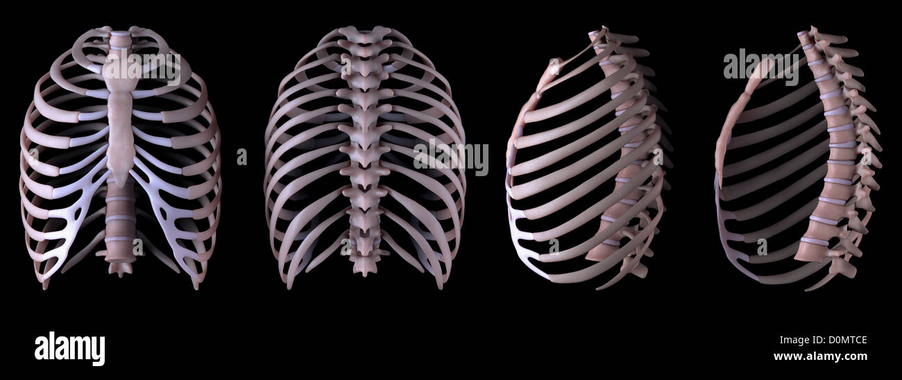 Multiple view of the skeletal structure of the rib cage Stock Photo - Alamy