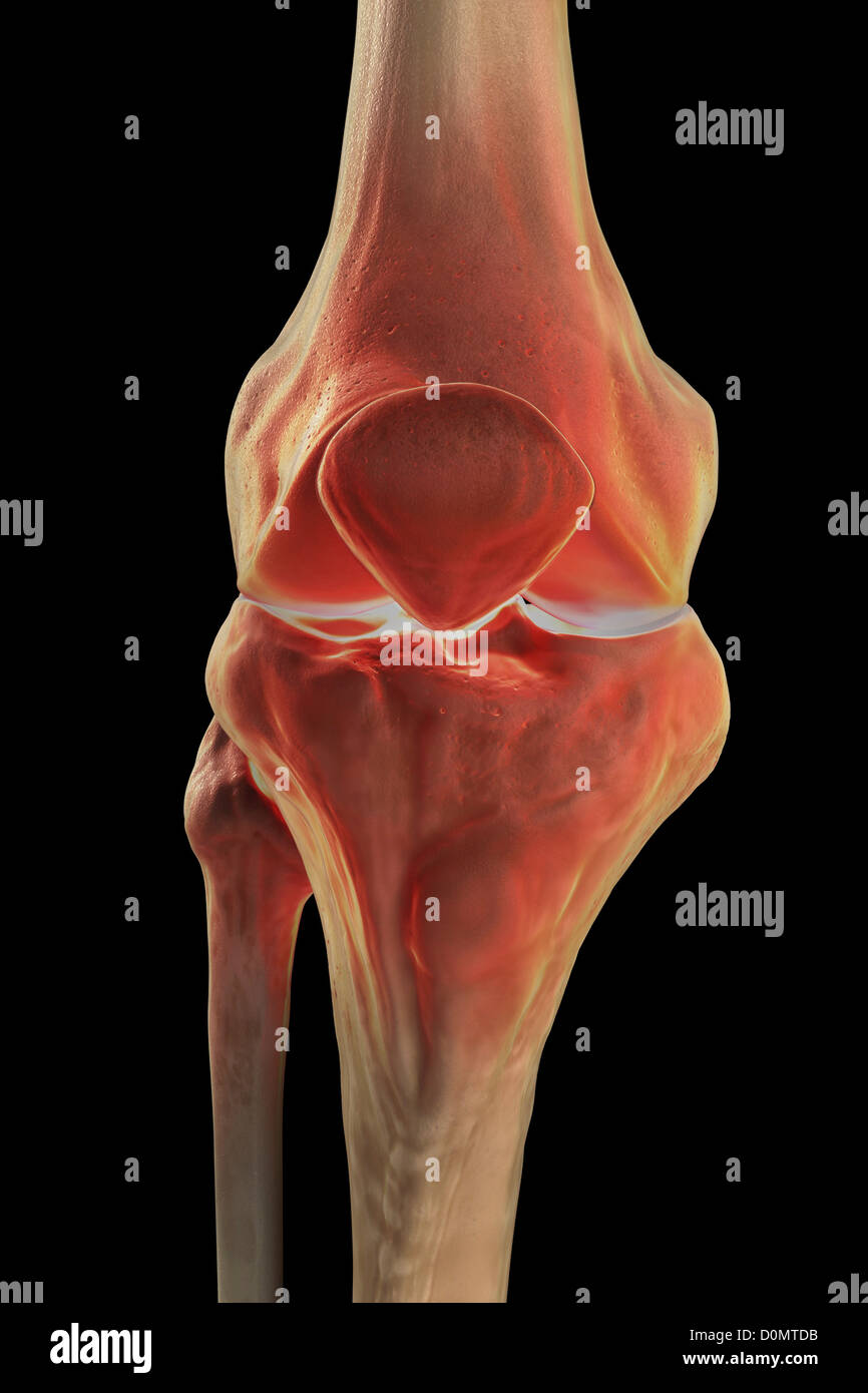 Medial femoral condyle hi-res stock photography and images - Alamy