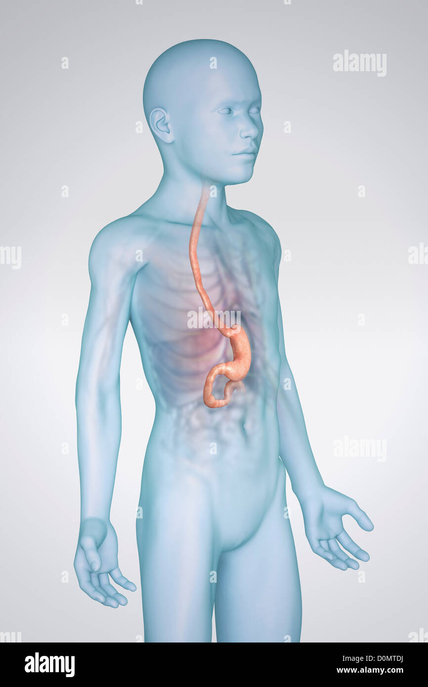 Anatomical model of a child showing the stomach Stock Photo - Alamy