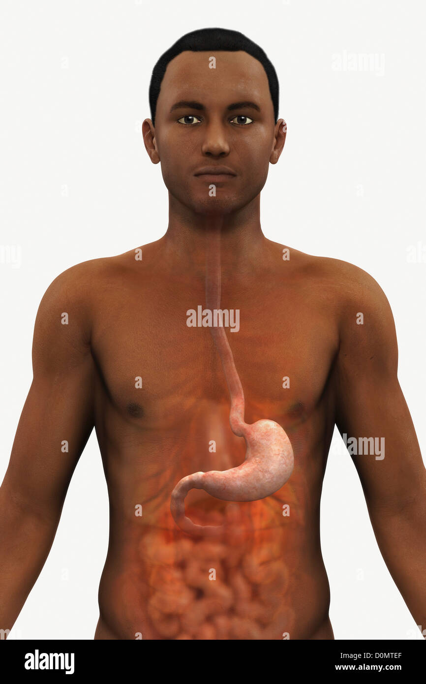 A front view of a male figure of African ethnicity showing the anatomy ...