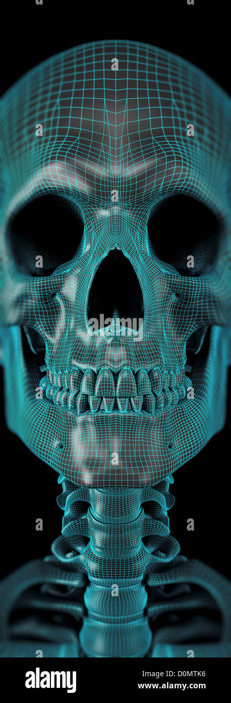 Wire frame anatomical model showing the bones that form the human head ...