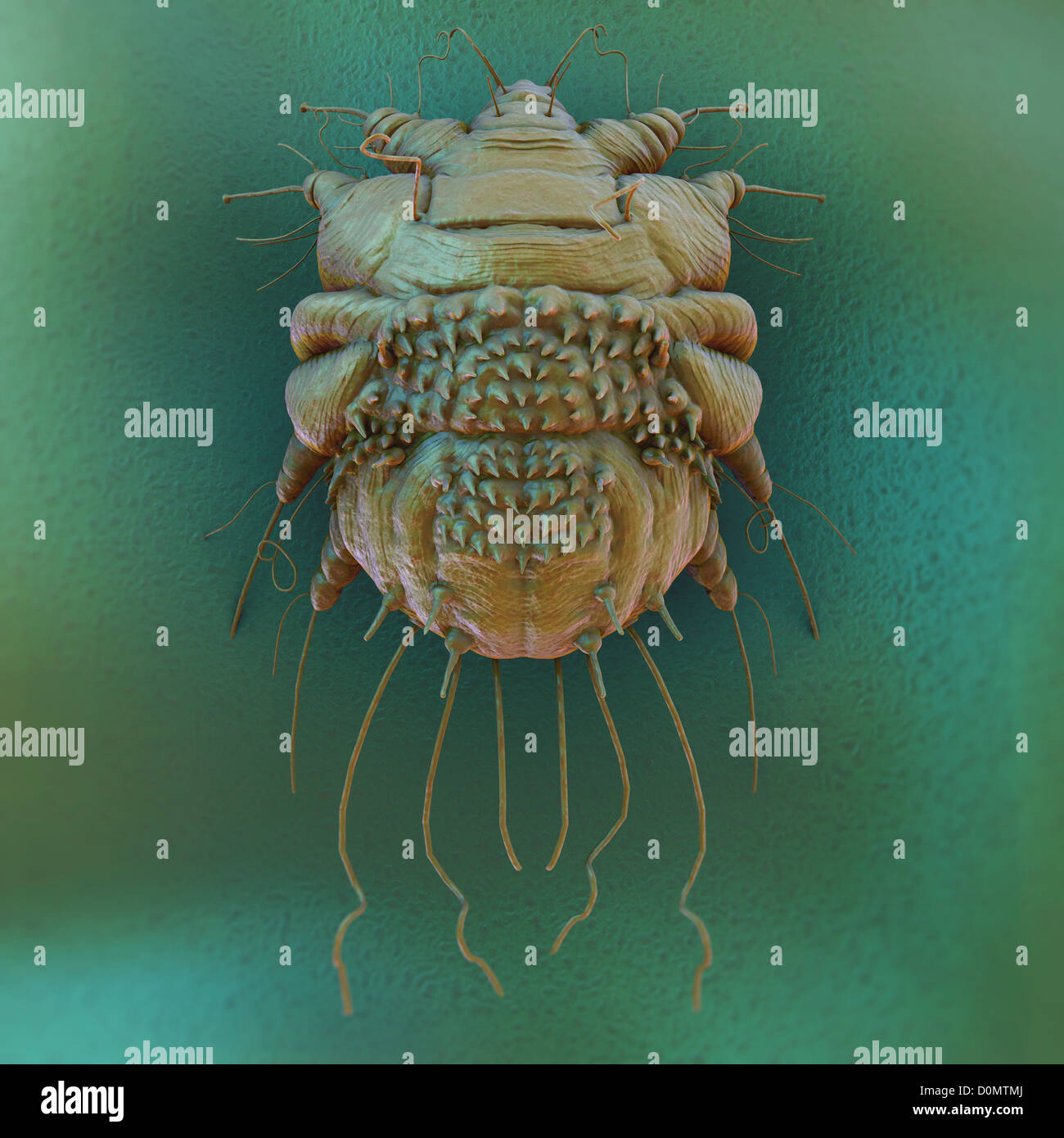 Close up view cause scabies hi-res stock photography and images - Alamy