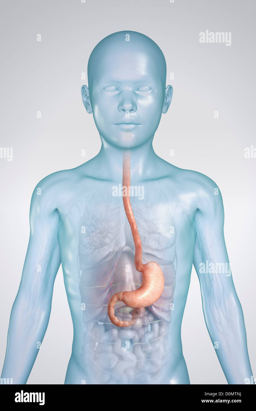 Anatomical model of a child showing the stomach Stock Photo - Alamy