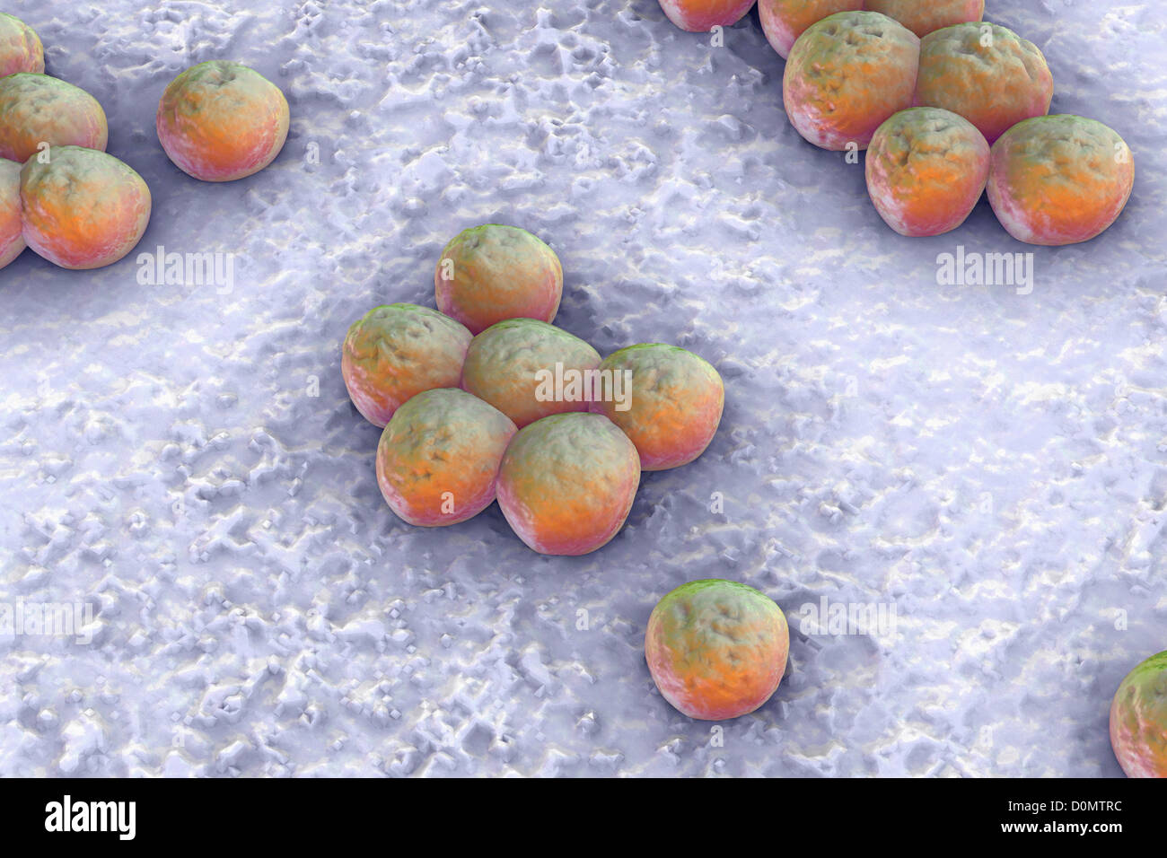 Clusters of 'superbug' (MRSA) bacteria Stock Photo - Alamy