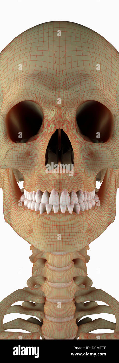 Wire frame model of the head and neck of a human skeleton Stock Photo ...