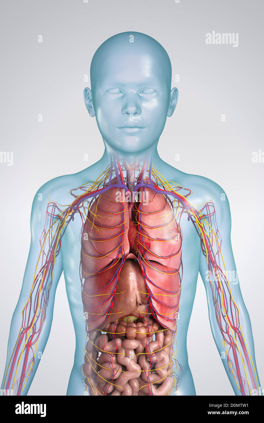 Digital illustration of a pre-adolescent male child showing the ...