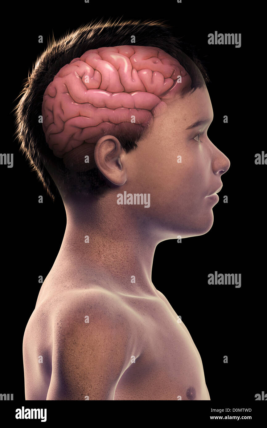 Anatomical model of a child showing the human brain Stock Photo - Alamy