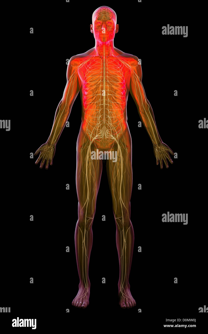 Anatomical model showing the human nervous system Stock Photo - Alamy