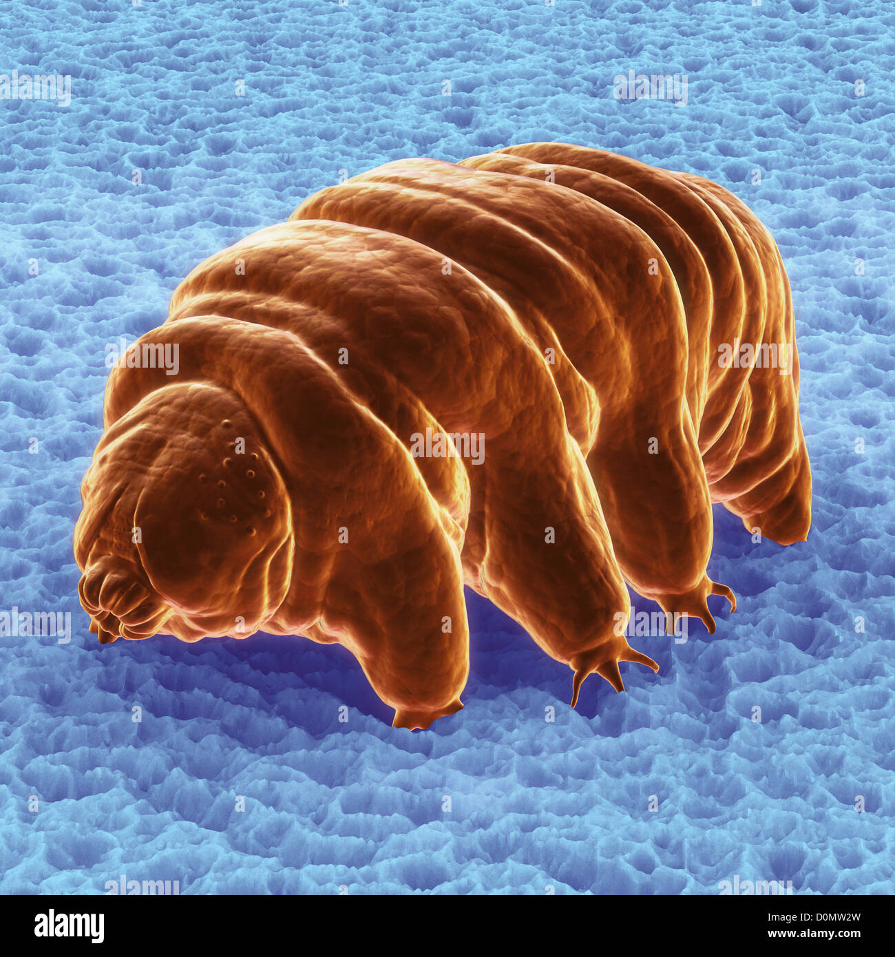 Diagram of a Water Bear (Tardigardes) which is a polyextremophile Stock ...