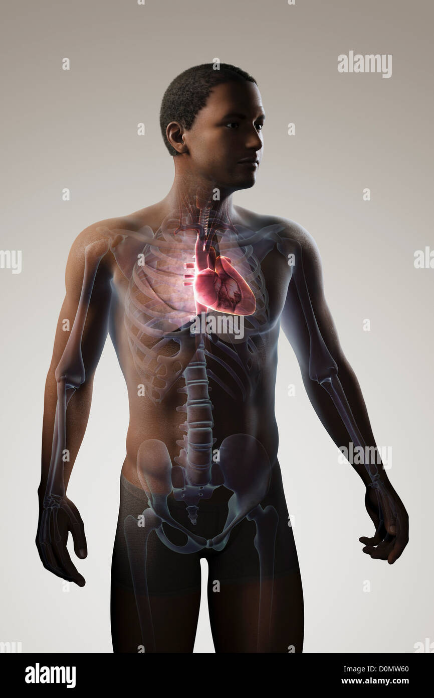 Anatomical model showing the position of the human heart within the ...