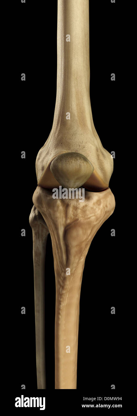 Medial femoral condyle hi-res stock photography and images - Alamy