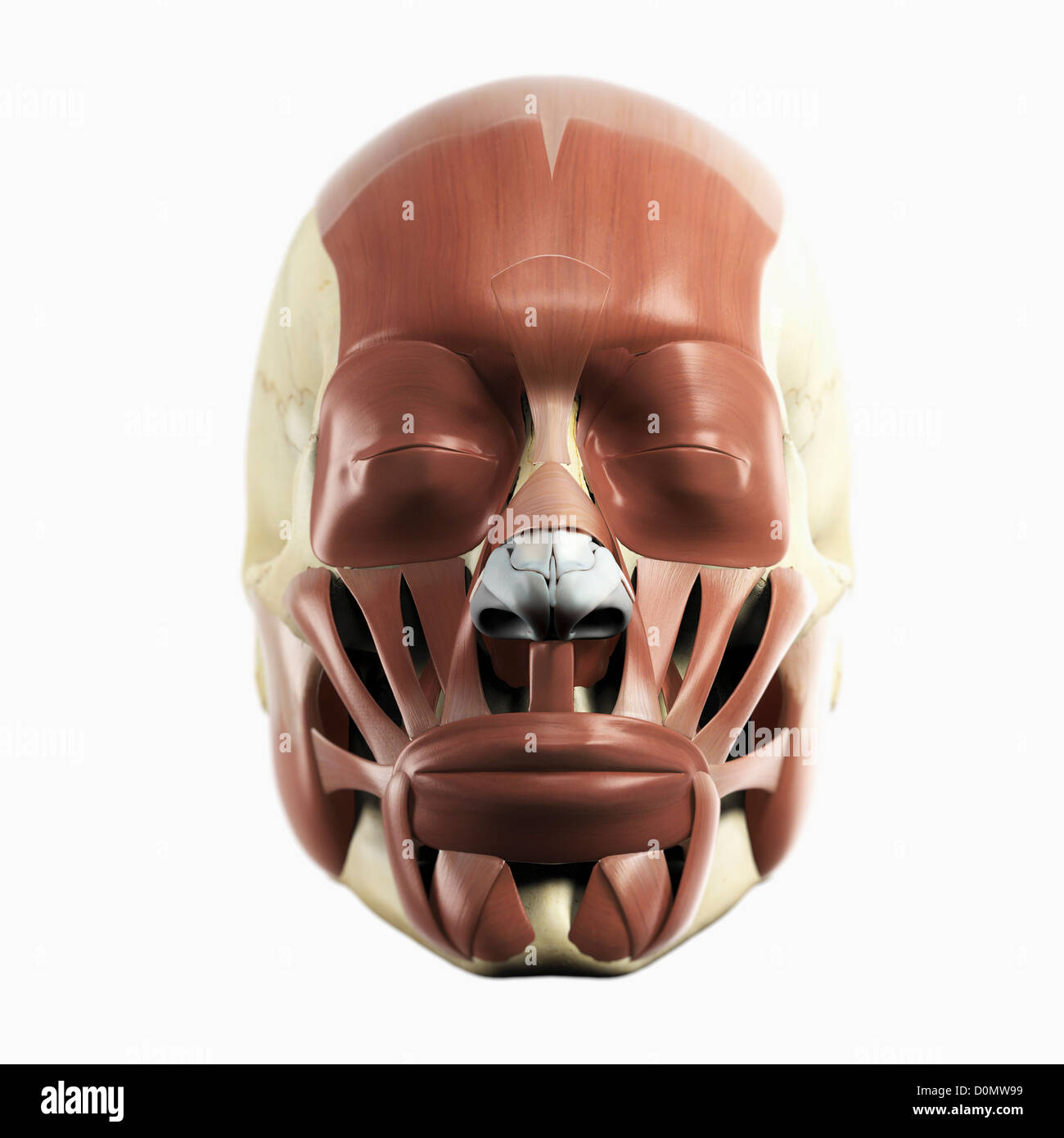 Risorius hi-res stock photography and images - Alamy