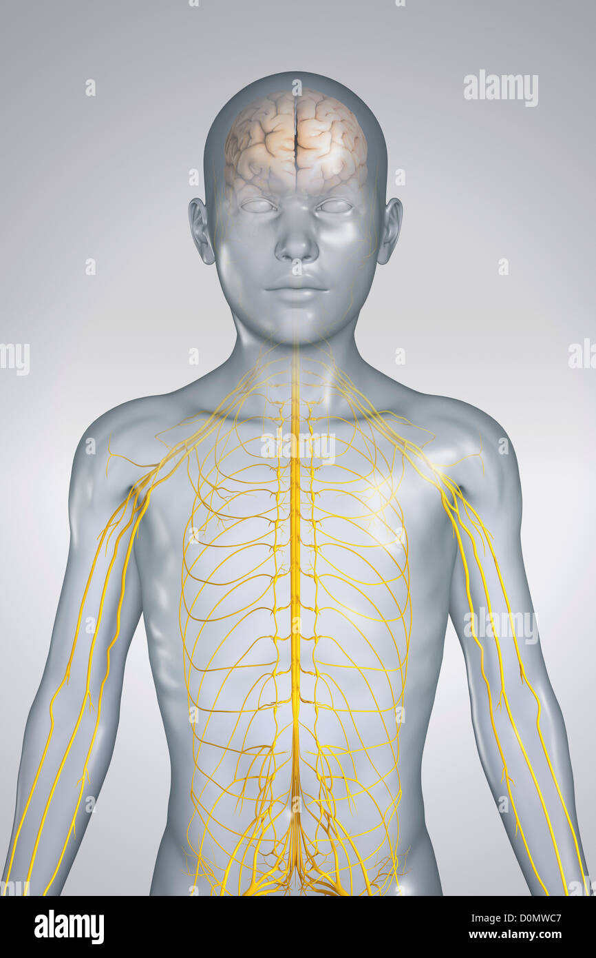 Anatomical model of a child showing the nervous system Stock Photo - Alamy