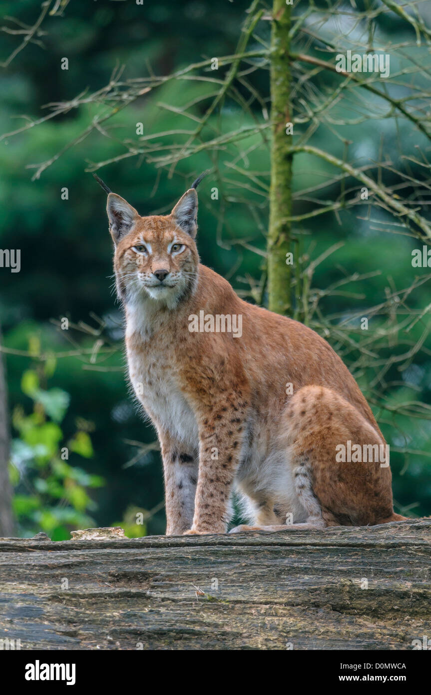 Baby lynx hi-res stock photography and images - Alamy