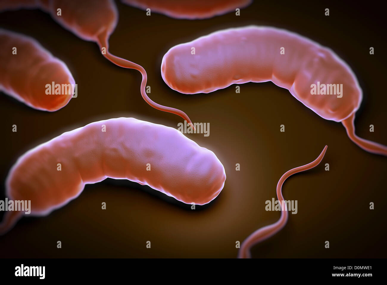 Group of vibrio cholerae bacteria which causes cholera Stock Photo - Alamy
