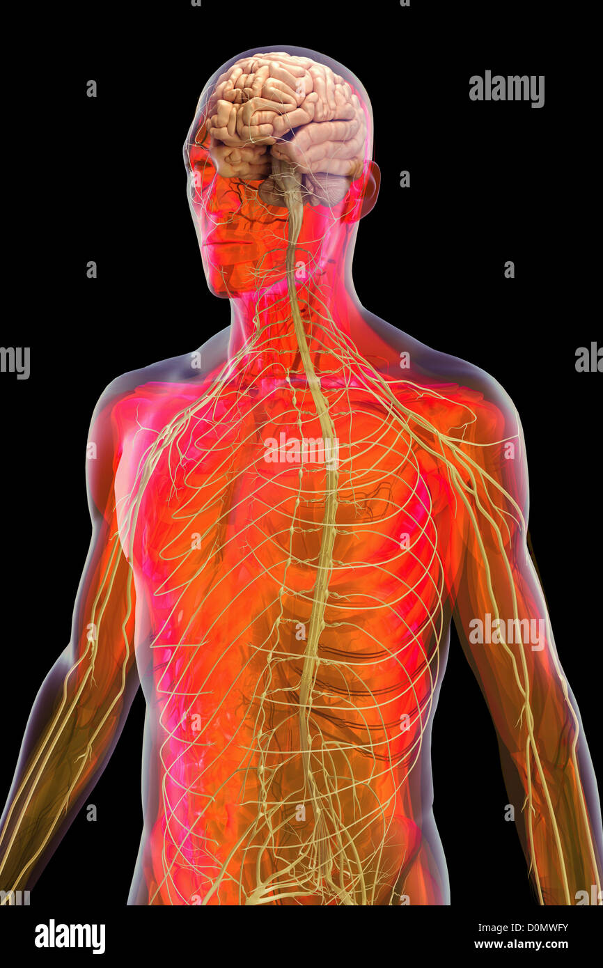 Anatomical model showing the human brain and nervous system Stock Photo ...