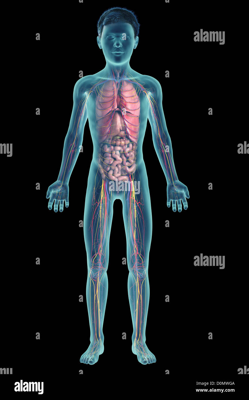 Digital illustration of a pre-adolescent male child showing the ...