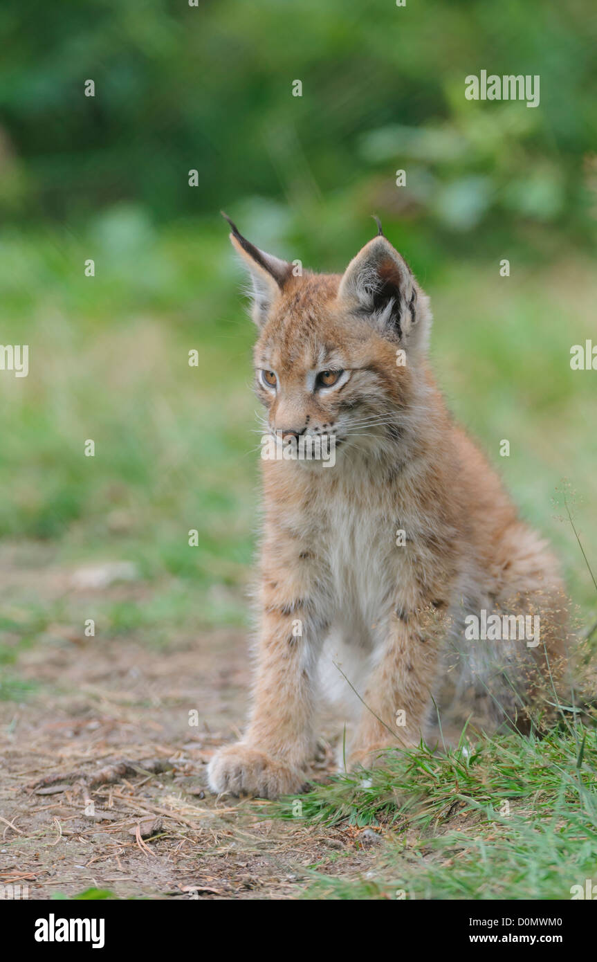 Eurasian lynx lynx lynx young hi-res stock photography and images - Alamy
