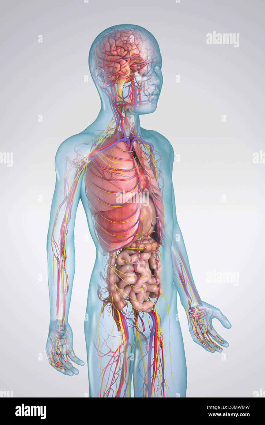 Digital illustration of a pre-adolescent male child showing the ...