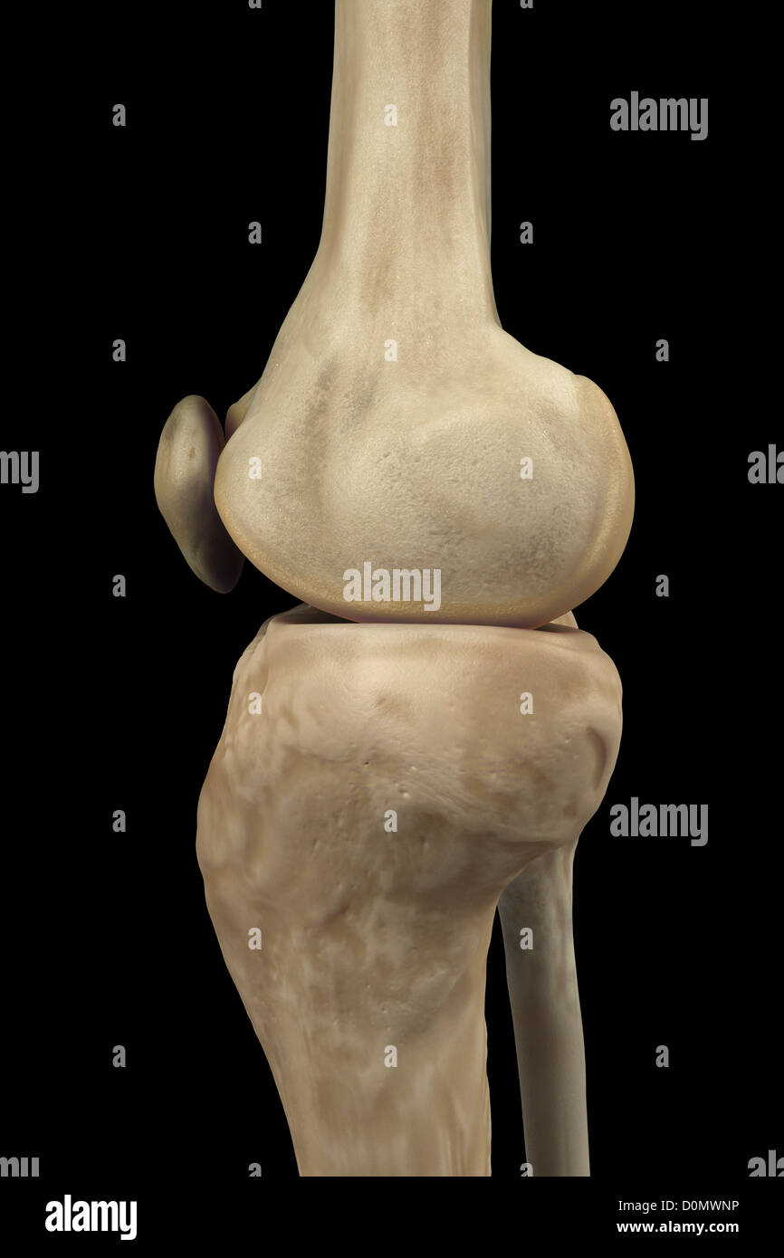 Medial femoral condyle hi-res stock photography and images - Alamy