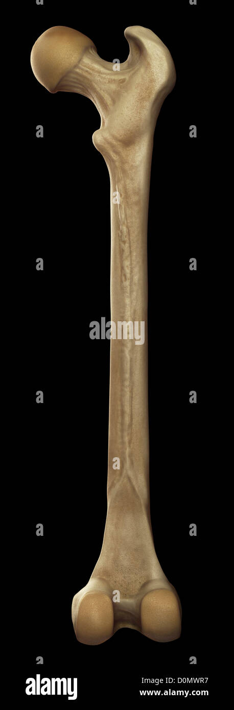 Lesser trochanter hi-res stock photography and images - Alamy