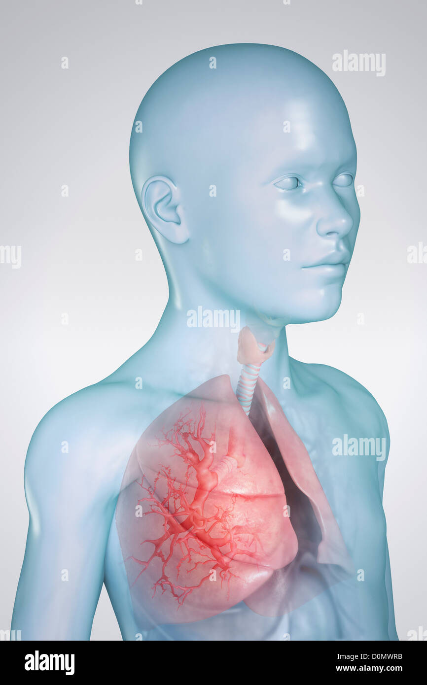 Anatomical model of a child showing the respiratory system Stock Photo ...