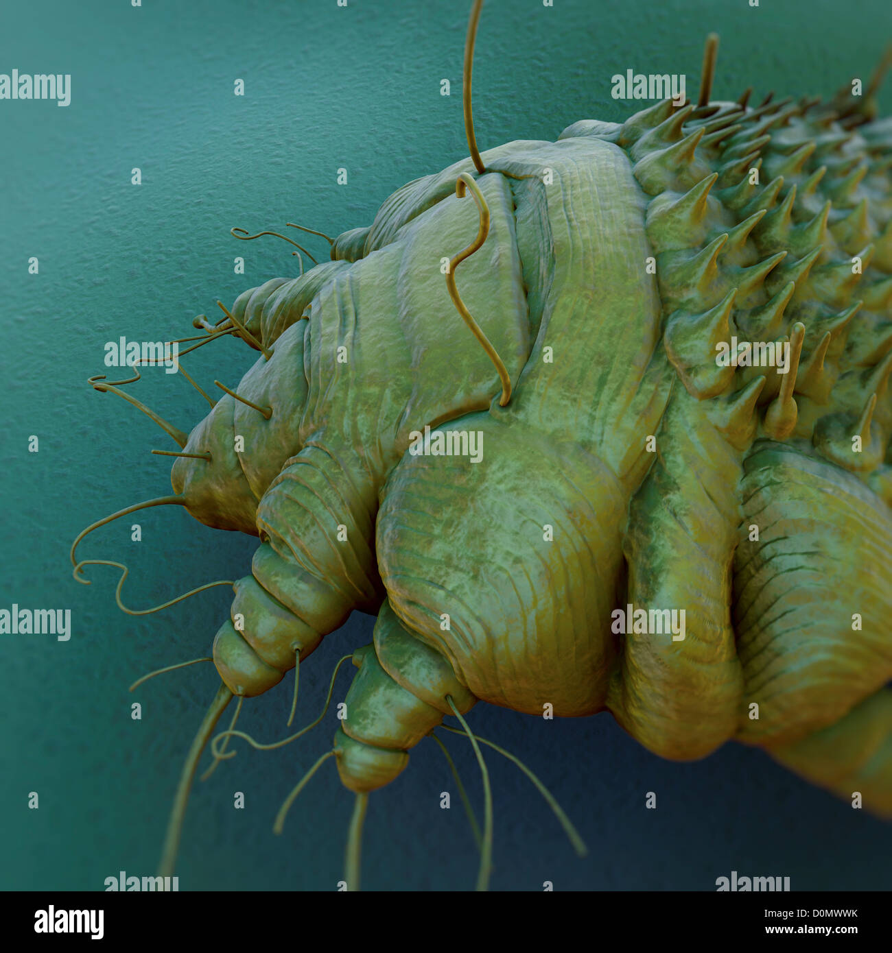 A close up view of the cause of scabies - the mite Sarcoptes scabiei ...