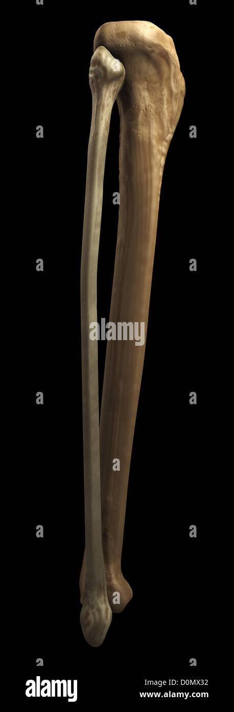 Model of the tibia and fibula bones that form part of the human leg ...