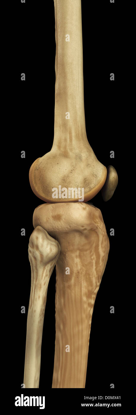 Tibial tuberosity hi-res stock photography and images - Alamy