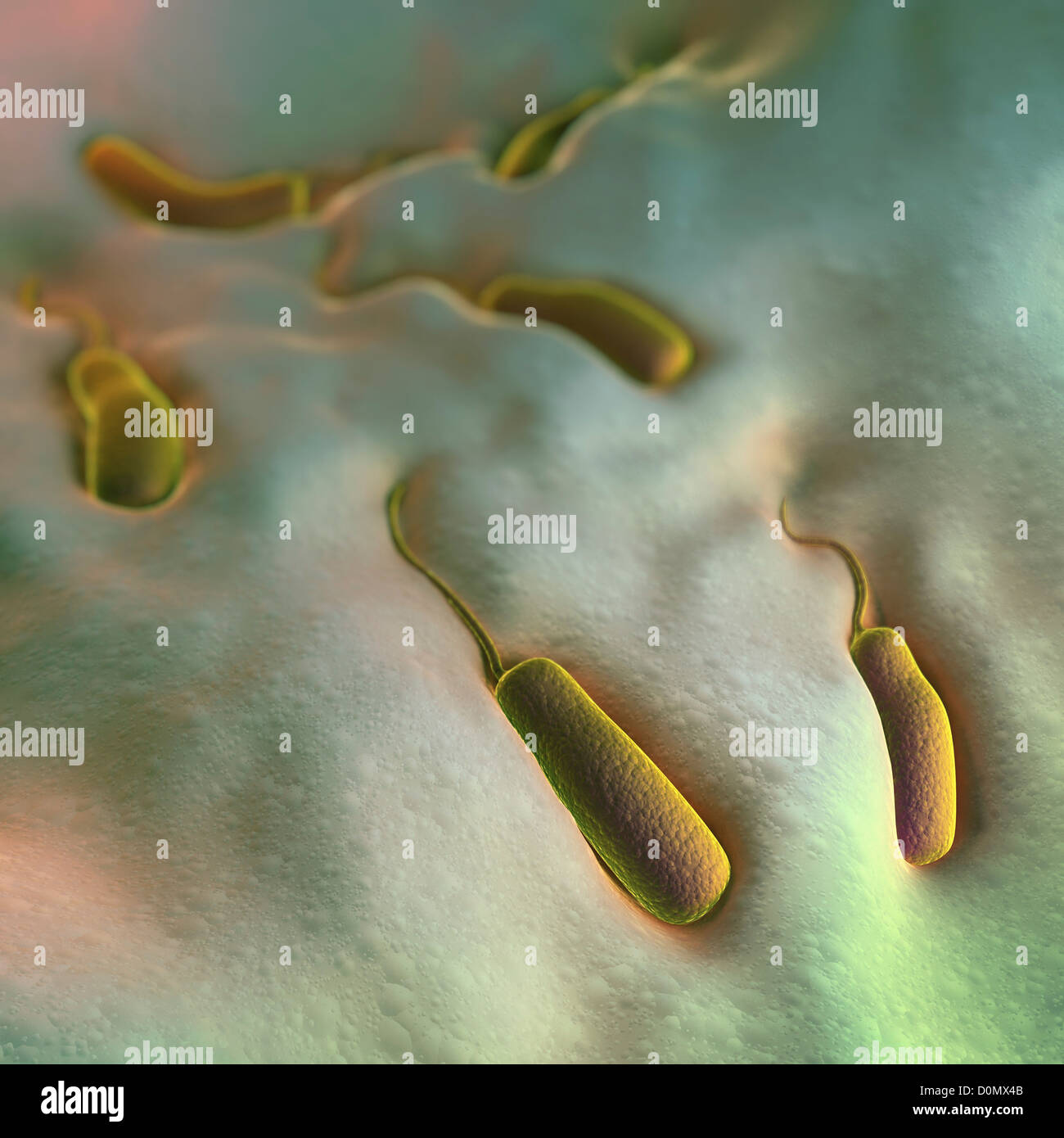 Vibrio cholerae and flagella hi-res stock photography and images - Alamy