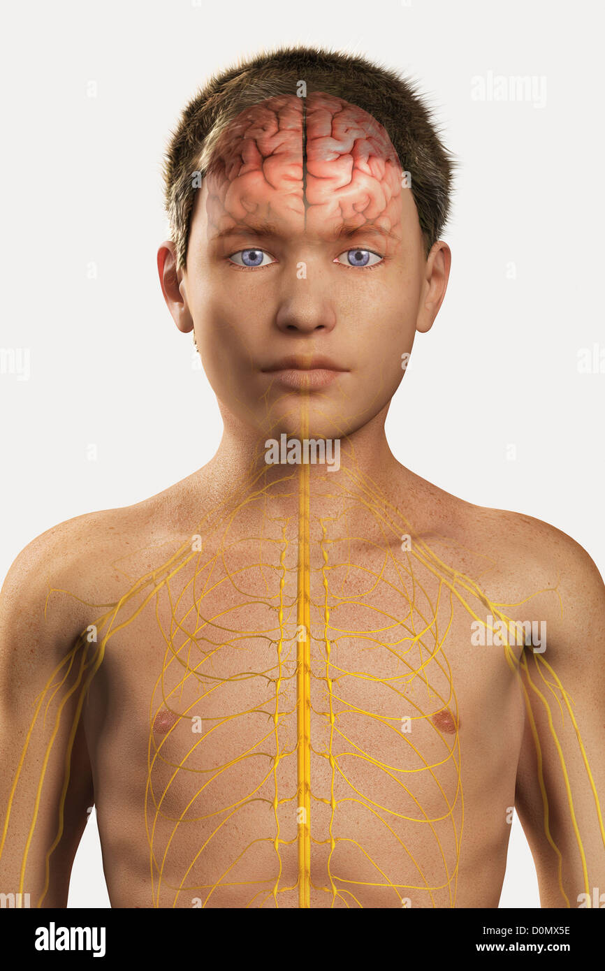 Digital illustration of a pre-adolescent male child with the brain and ...
