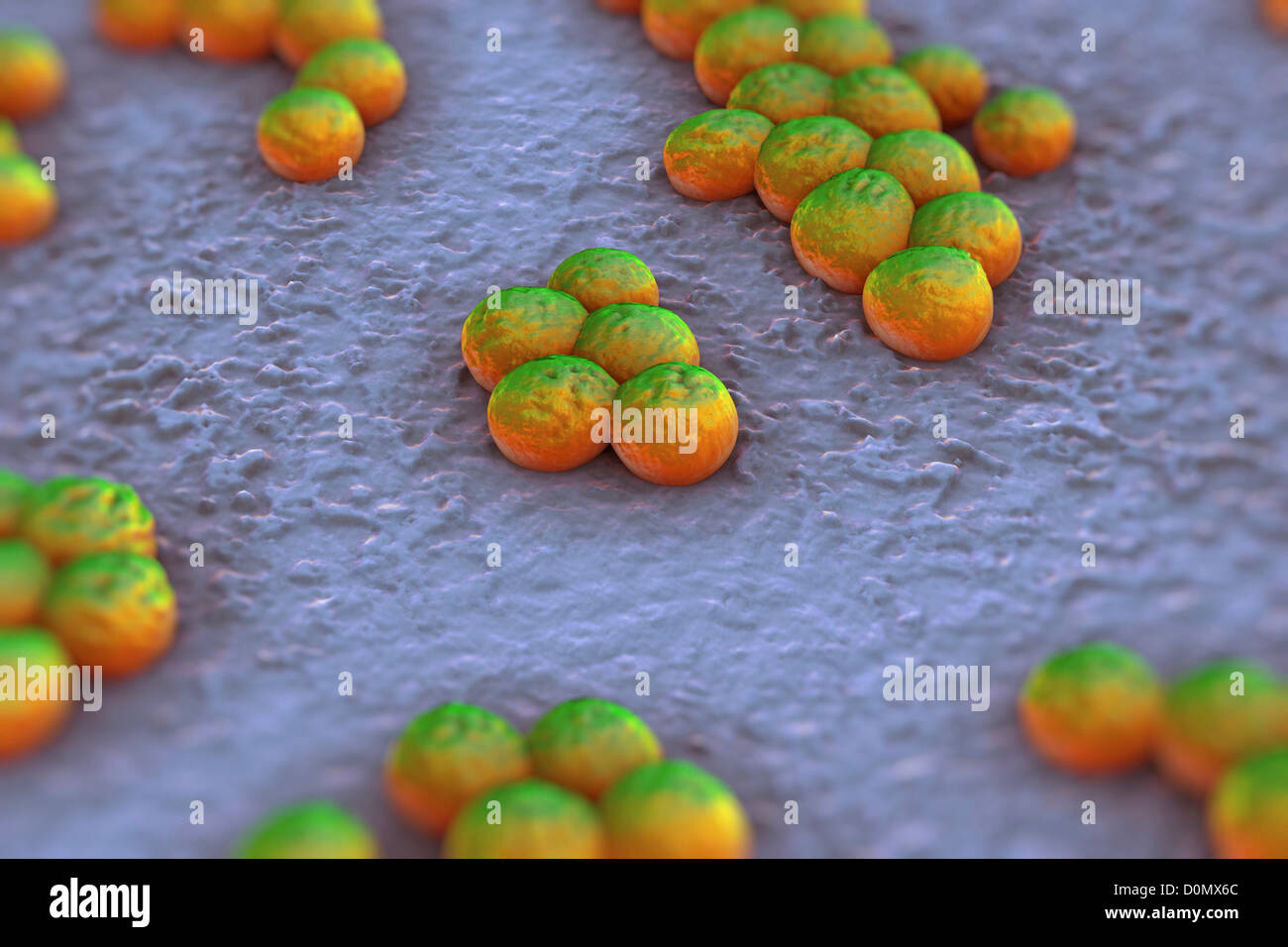 Clusters of 'superbug' (MRSA) bacteria Stock Photo - Alamy