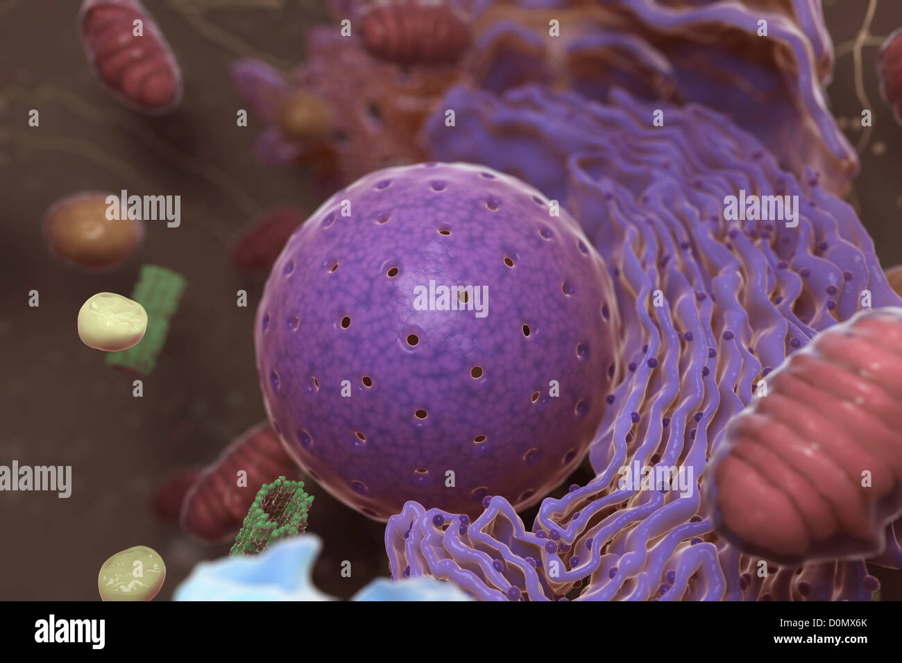 Diagram showing the internal operations of a human cell Stock Photo - Alamy