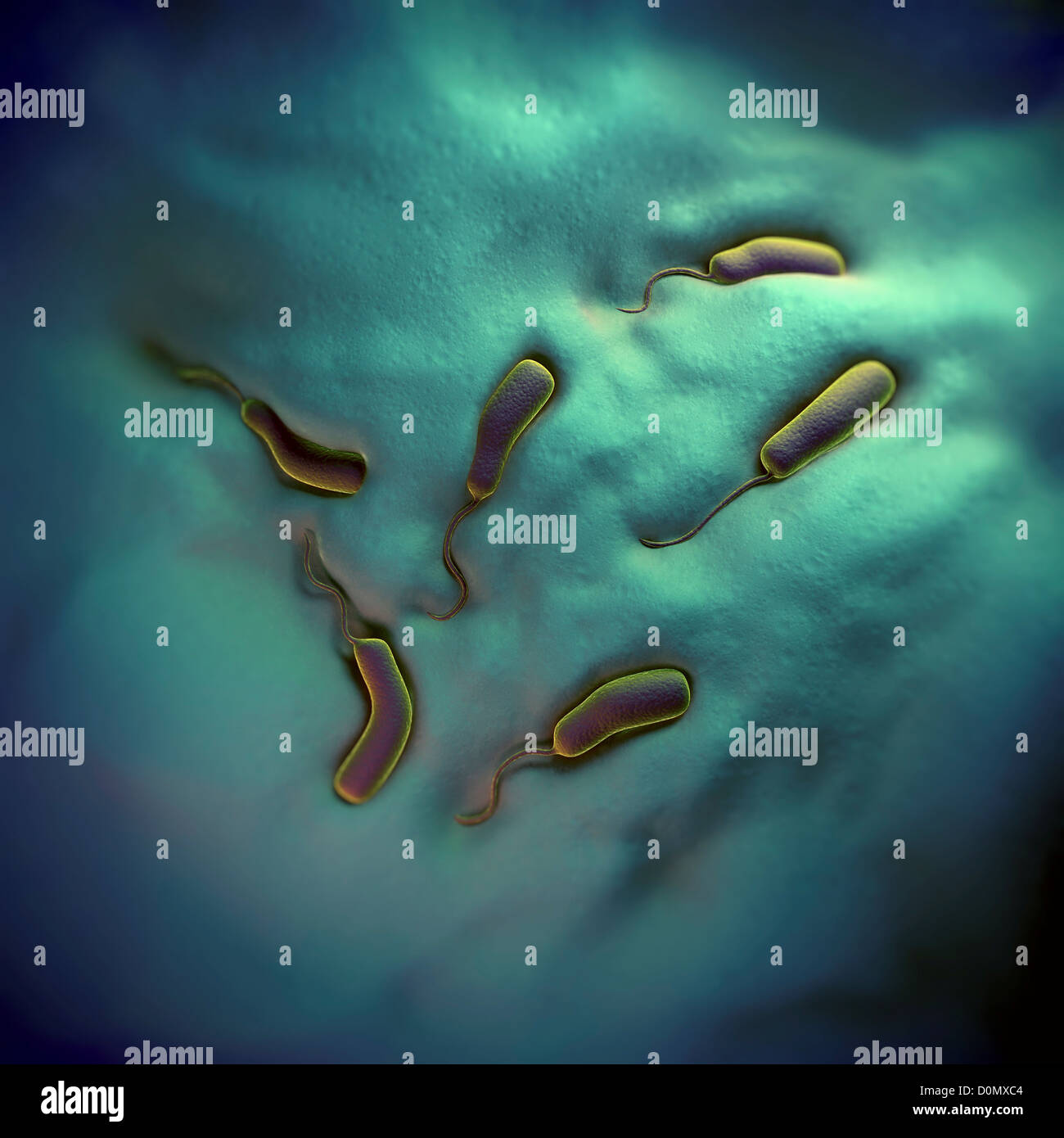 Group of vibrio cholerae bacteria which causes cholera Stock Photo - Alamy
