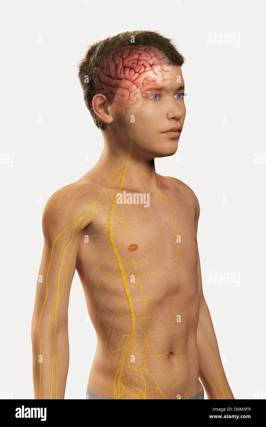 Adolescent brain hi-res stock photography and images - Alamy