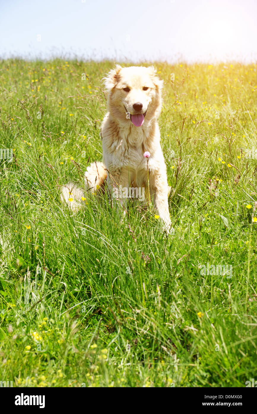 Dog in sunlight Stock Photo - Alamy