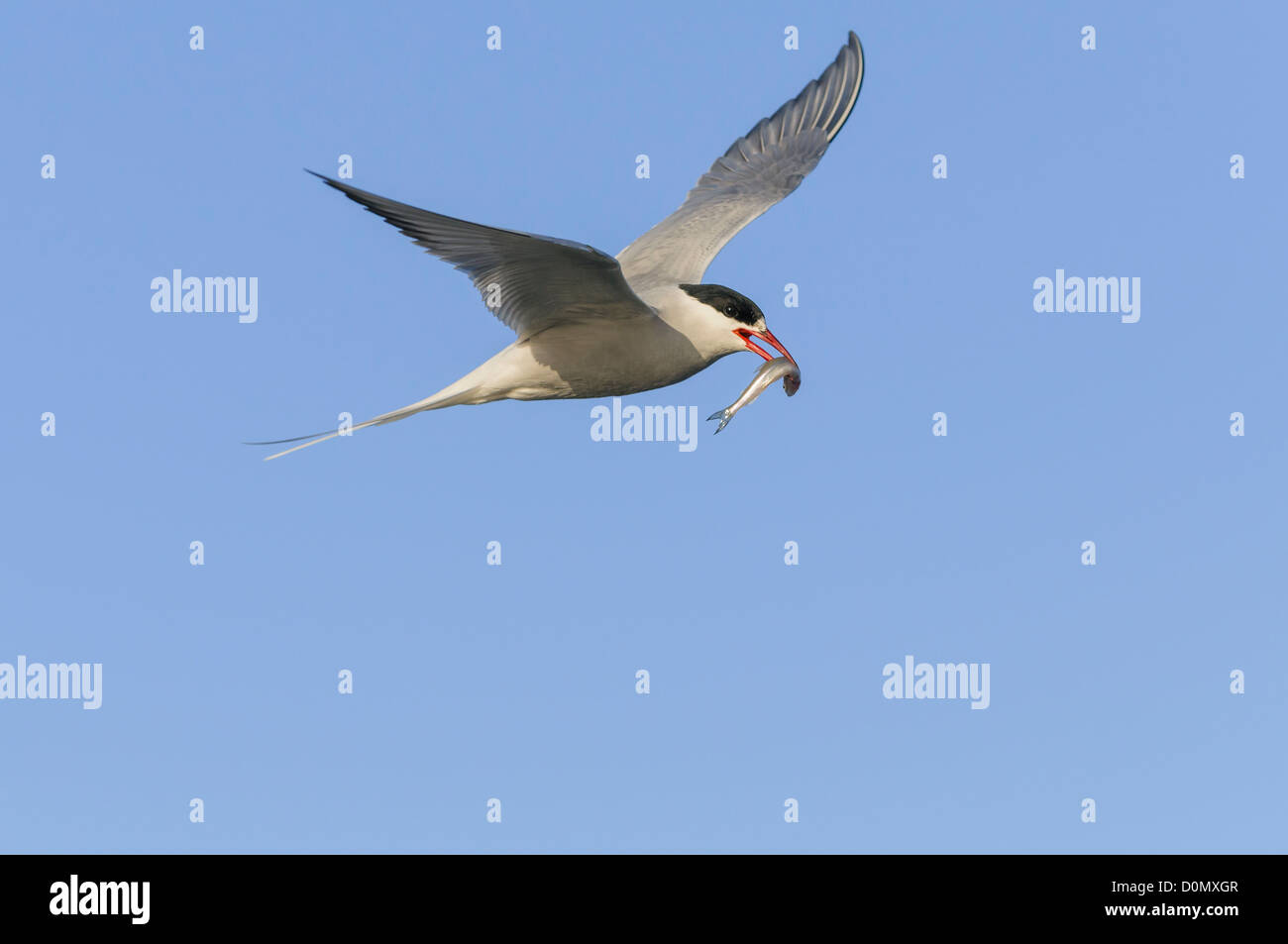 Küstenseeschwalbe, Sterna paradisaea, arctic tern Stock Photo - Alamy