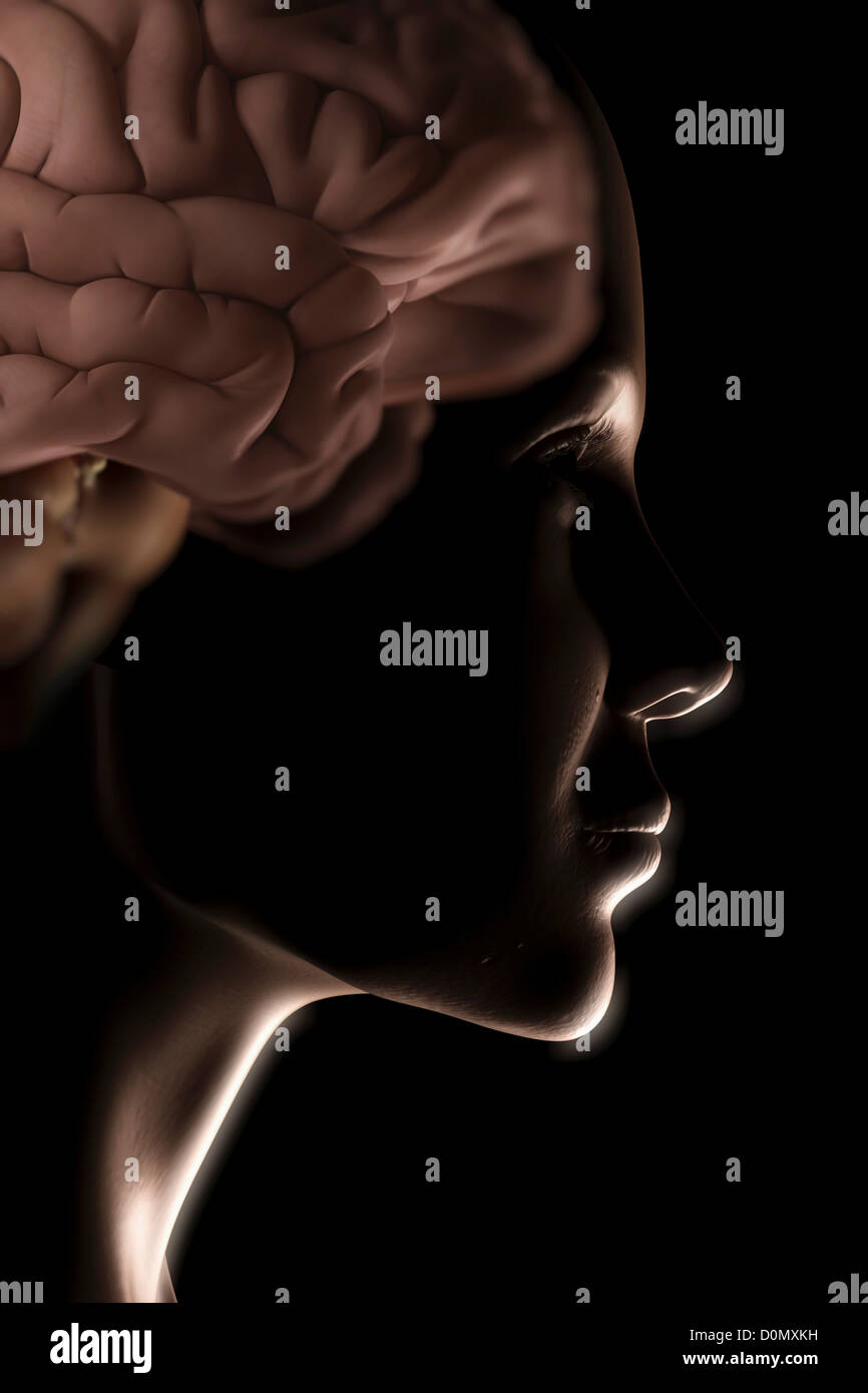 Female model showing the anatomical structure of the human brain Stock ...