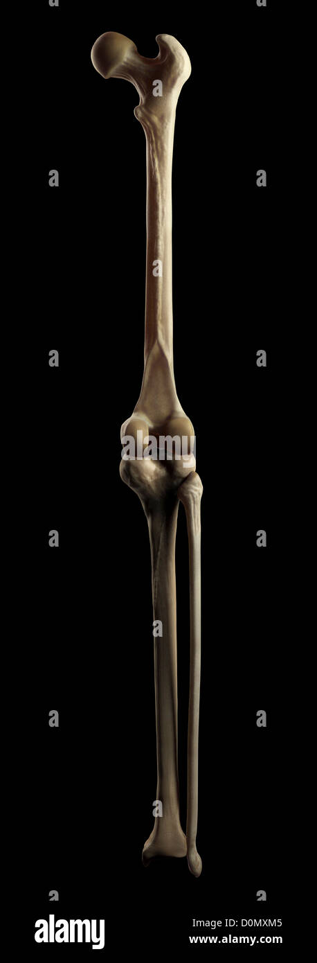 Bones and joint that form the skeletal structure of the human leg Stock ...