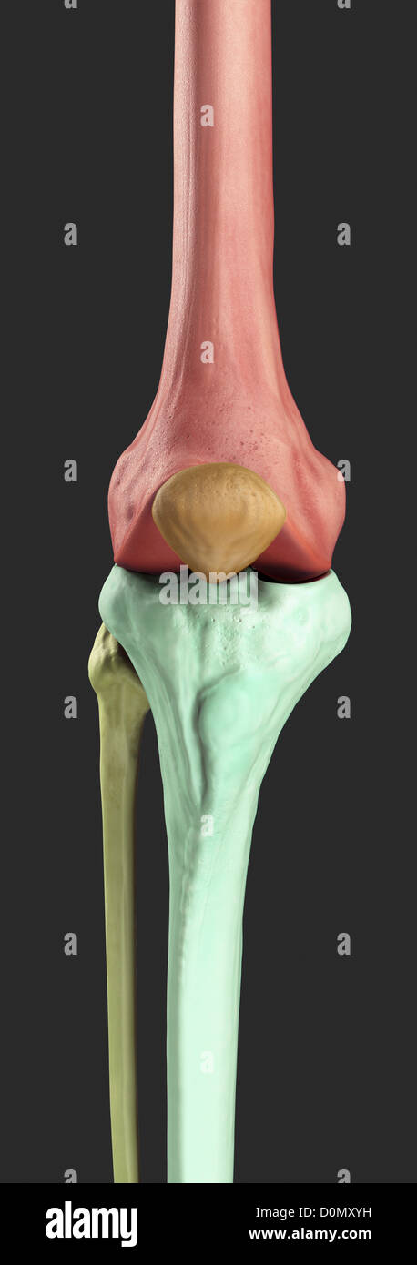 Model showing the human knee joint and its connecting bones Stock Photo ...