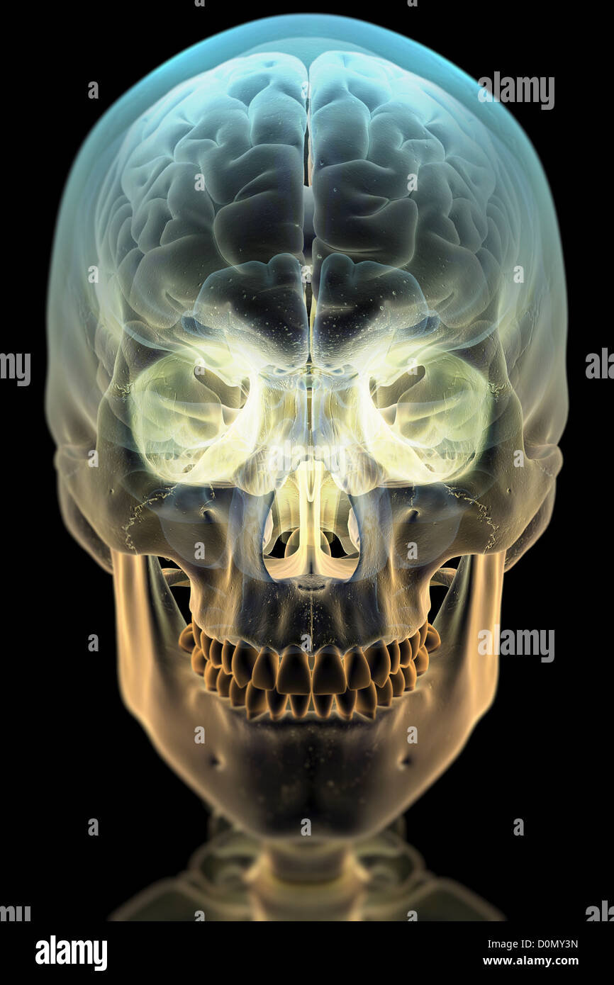 The brain within skeleton hi-res stock photography and images - Alamy
