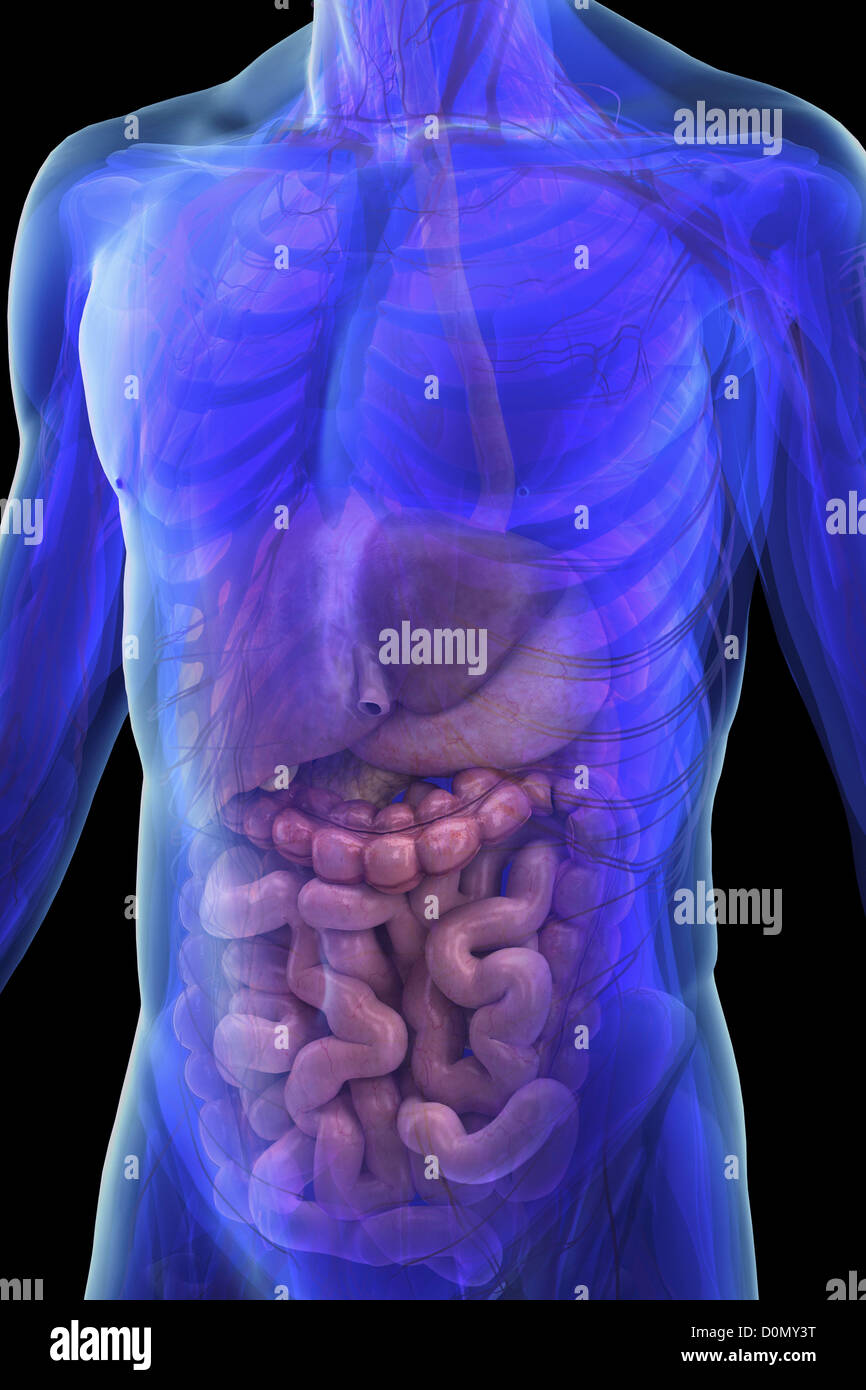 A stylized view of a male torso with the organs of the digestive system ...