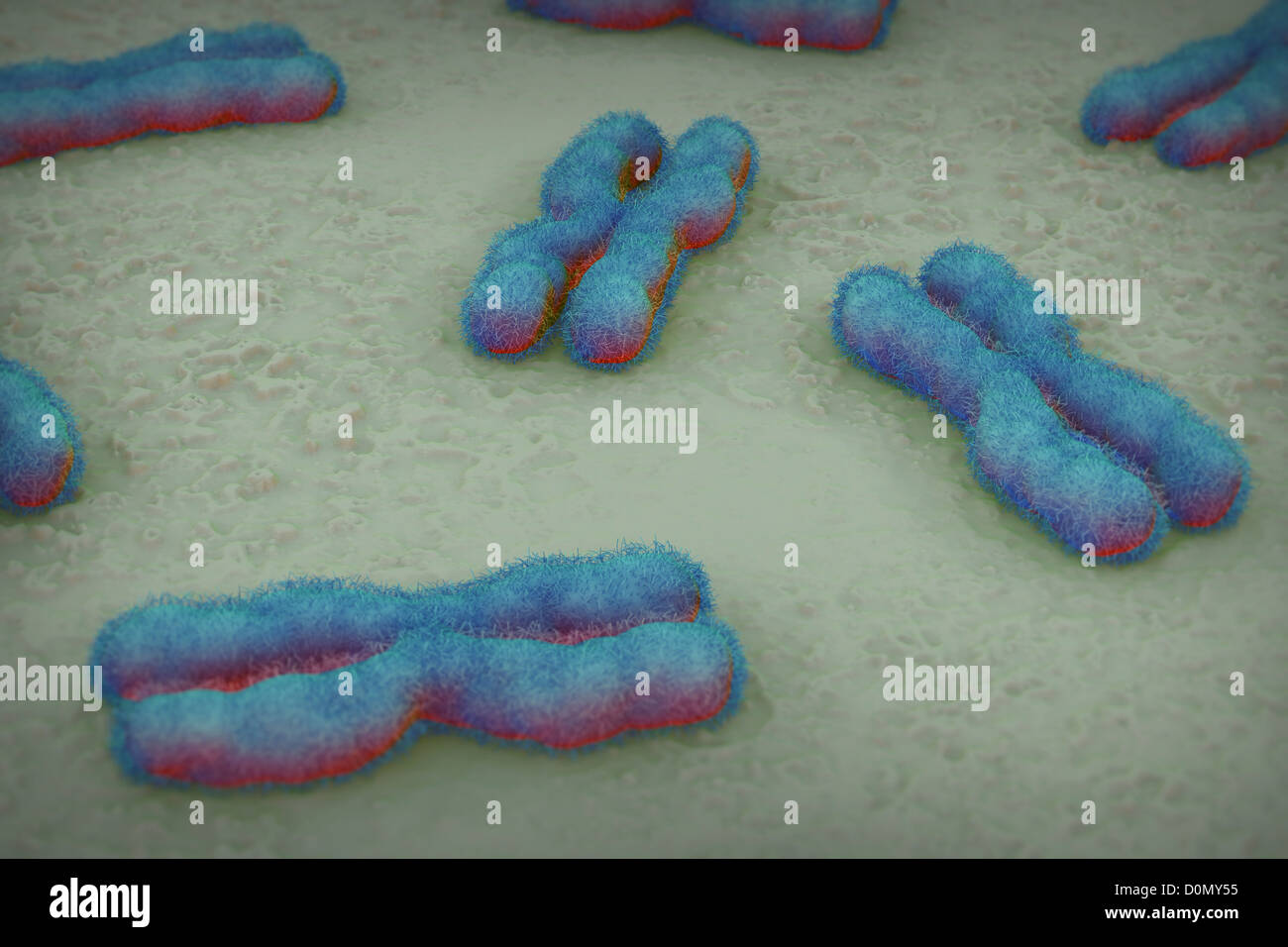 A number of human chromosomes Stock Photo - Alamy