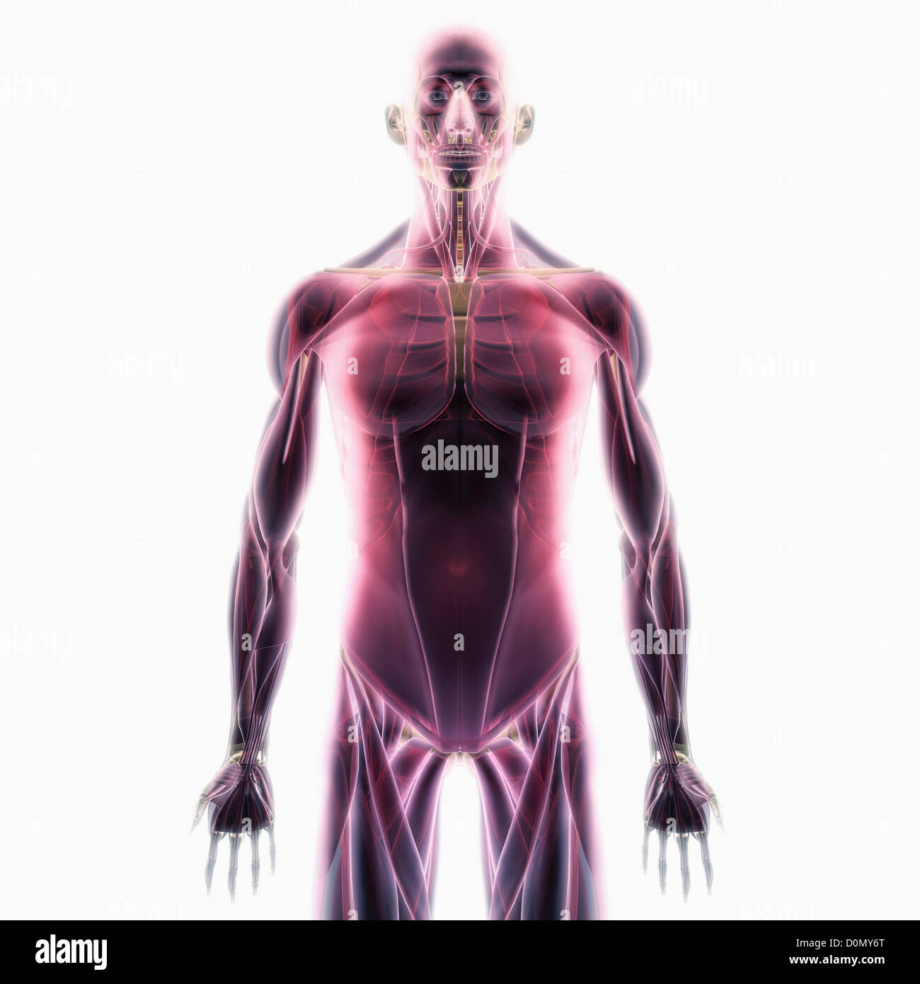 Anatomical model showing the human muscle system Stock Photo - Alamy