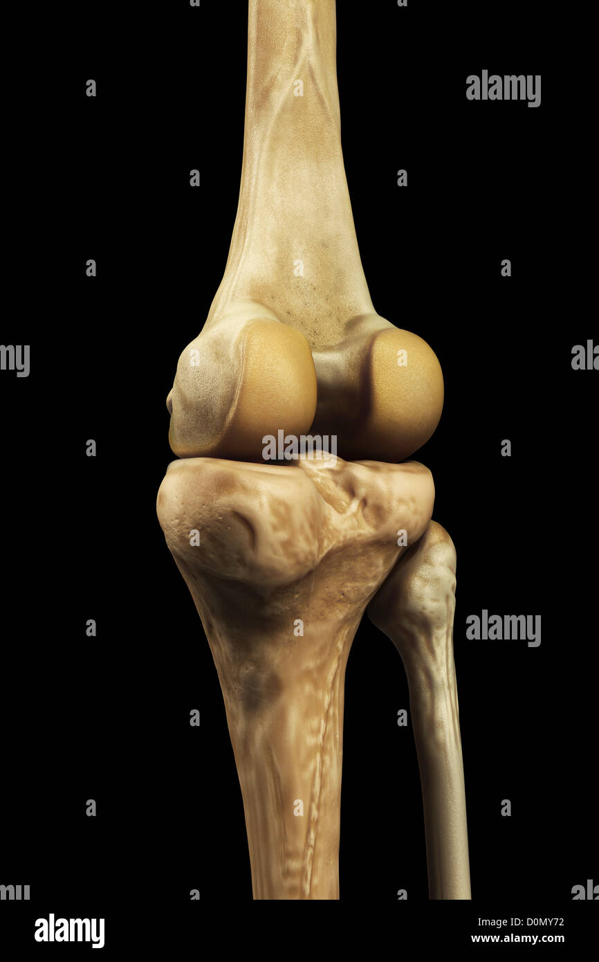 Human Knee Bones