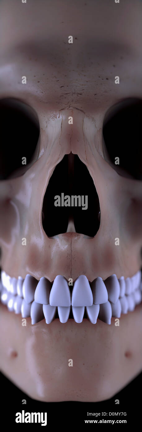 Infraorbital foramen hi-res stock photography and images - Alamy