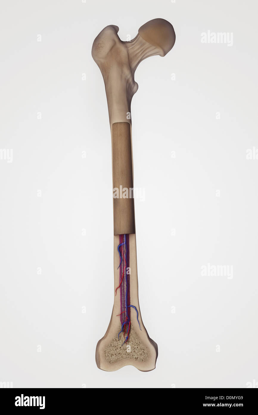 Cross section of a femur bone showing the anatomical structure ...