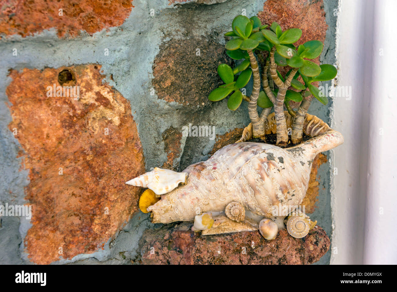 Large seashell conch used as plant pot Stock Photo - Alamy