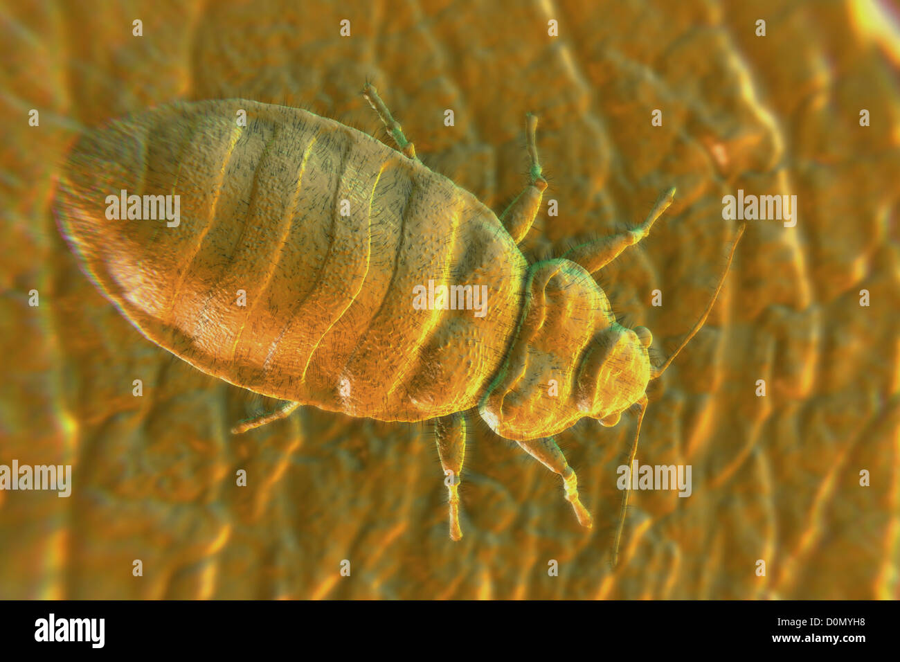 Magnified view of a parasitic Bedbug (Cimex lectularius Stock Photo - Alamy
